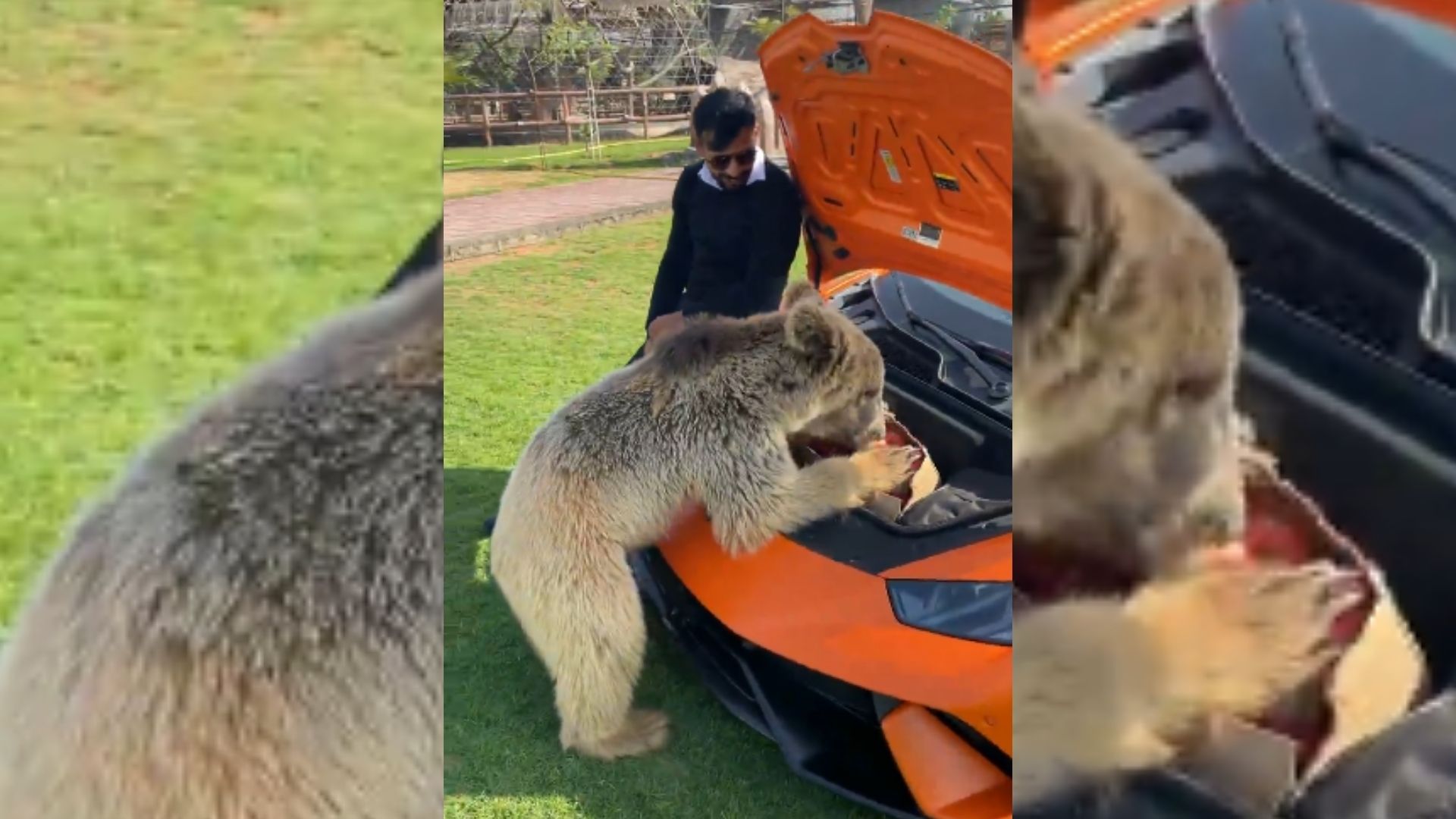 Bear Rips Door Off Lamborghini Huracan