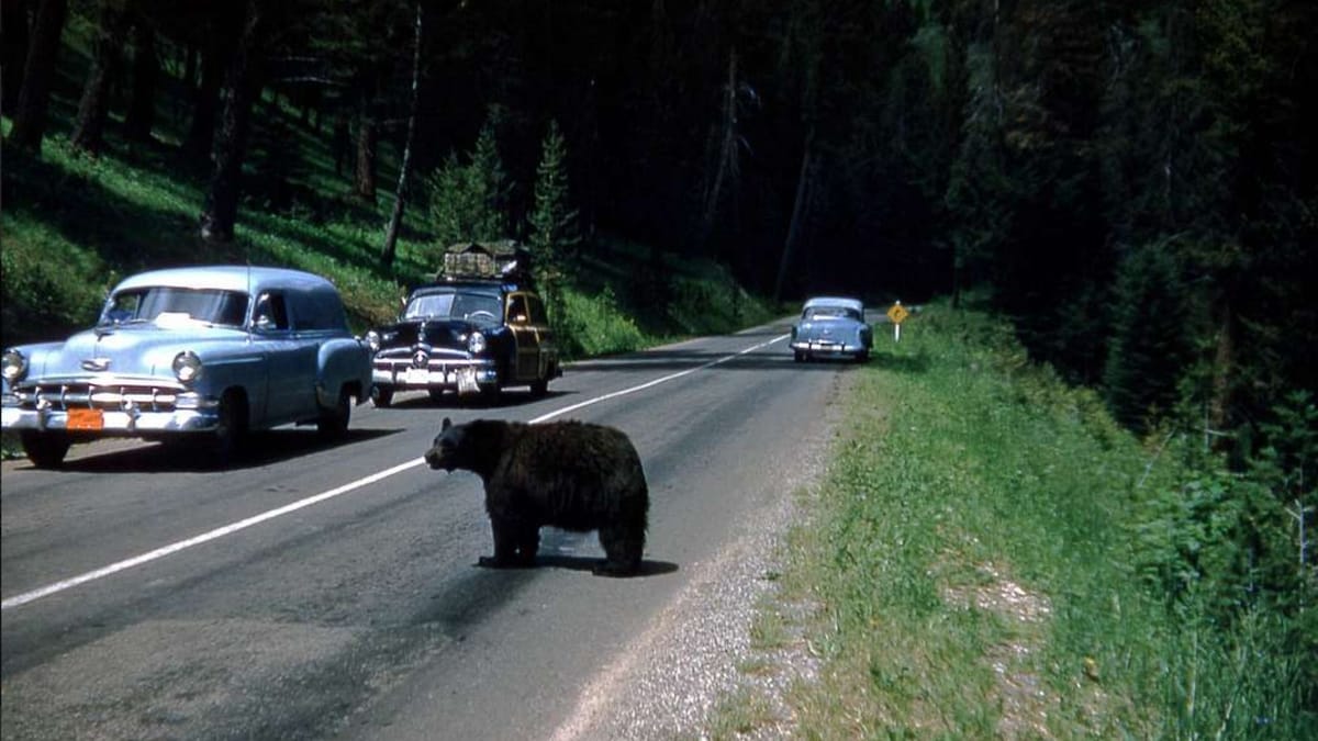 Classic Car Hits Bear, Bear Wins